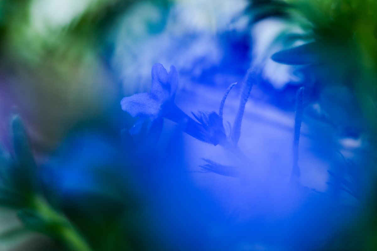 into the blue | GANREF