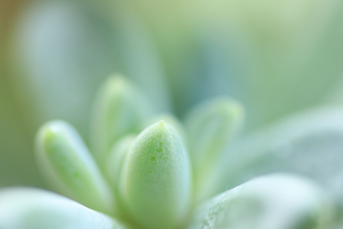 green beans? | GANREF