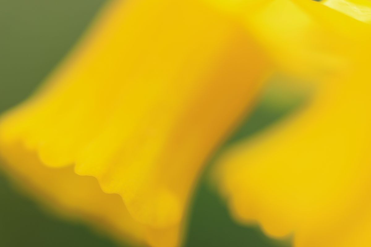 Narcissus' bell | GANREF