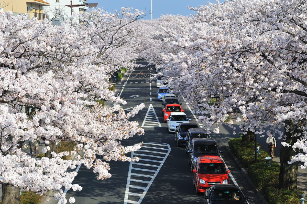 DSC_2531.jpg | GANREF