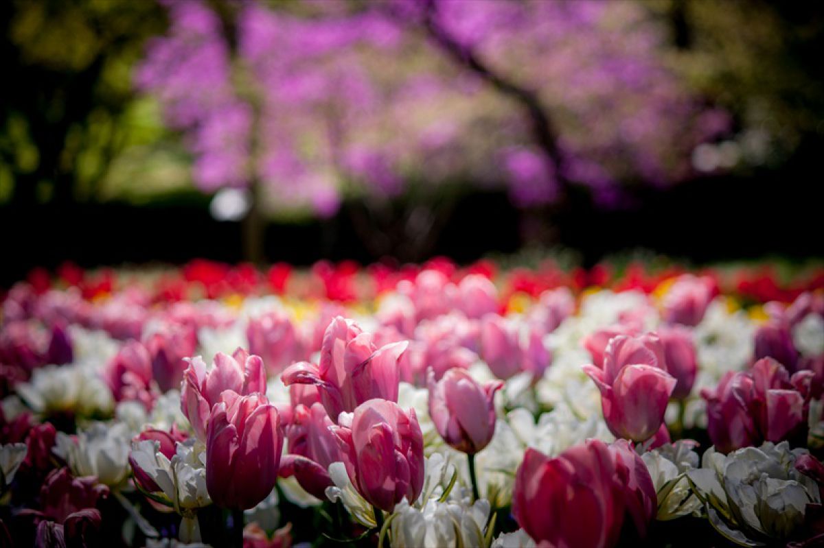 チューリップ | GANREF