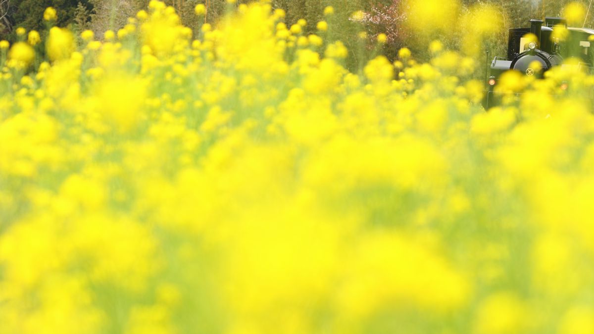 Happy Train♪ | GANREF