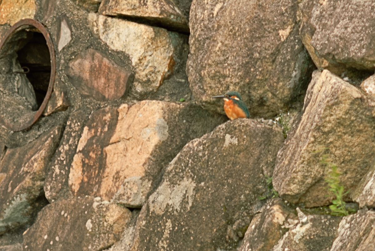 限界です・・・orz | GANREF