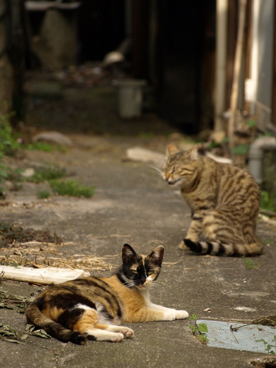 ウシシシシシシ！ | GANREF