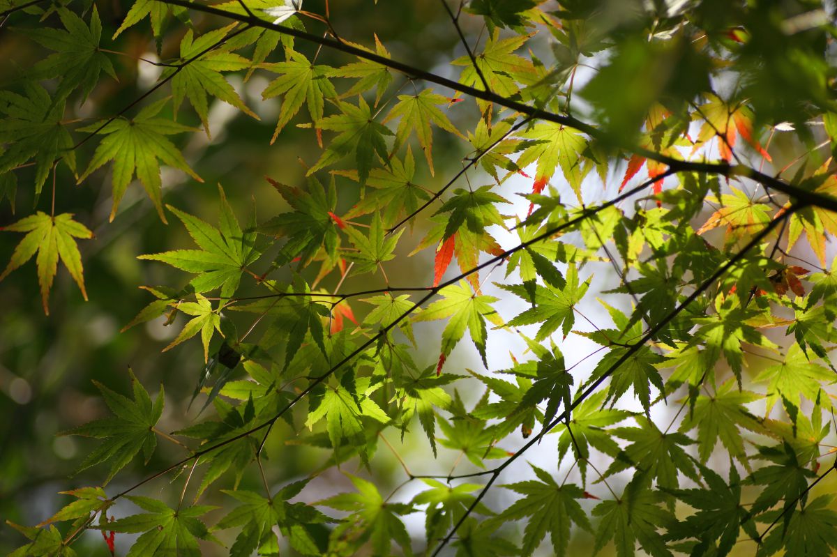 colour magic | GANREF