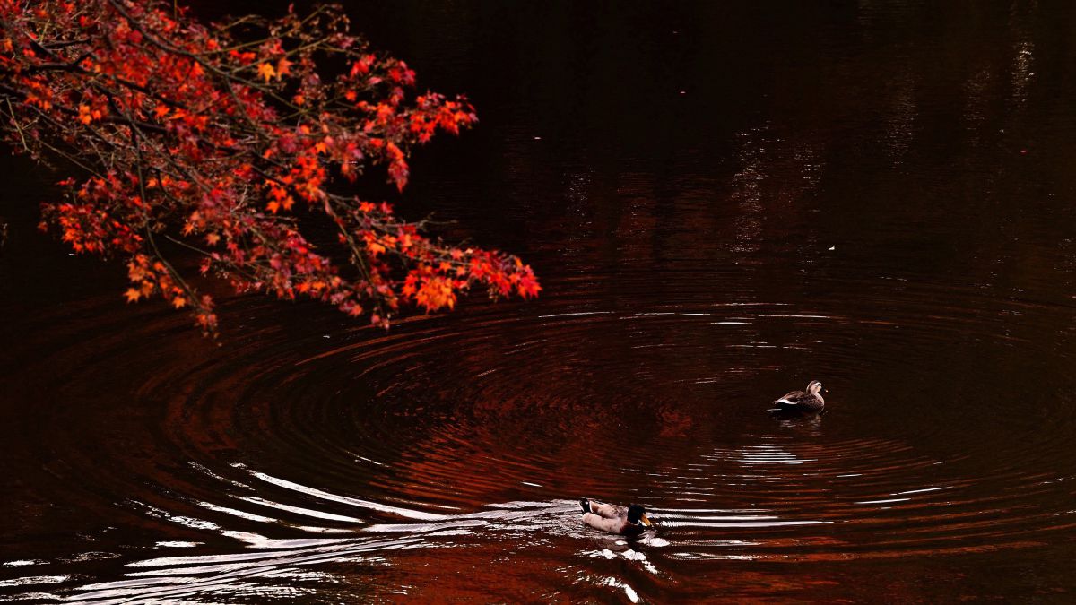 ripples on a surface of water | GANREF