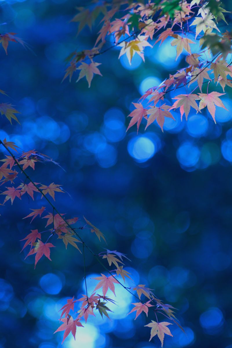 Silent twinkle | GANREF