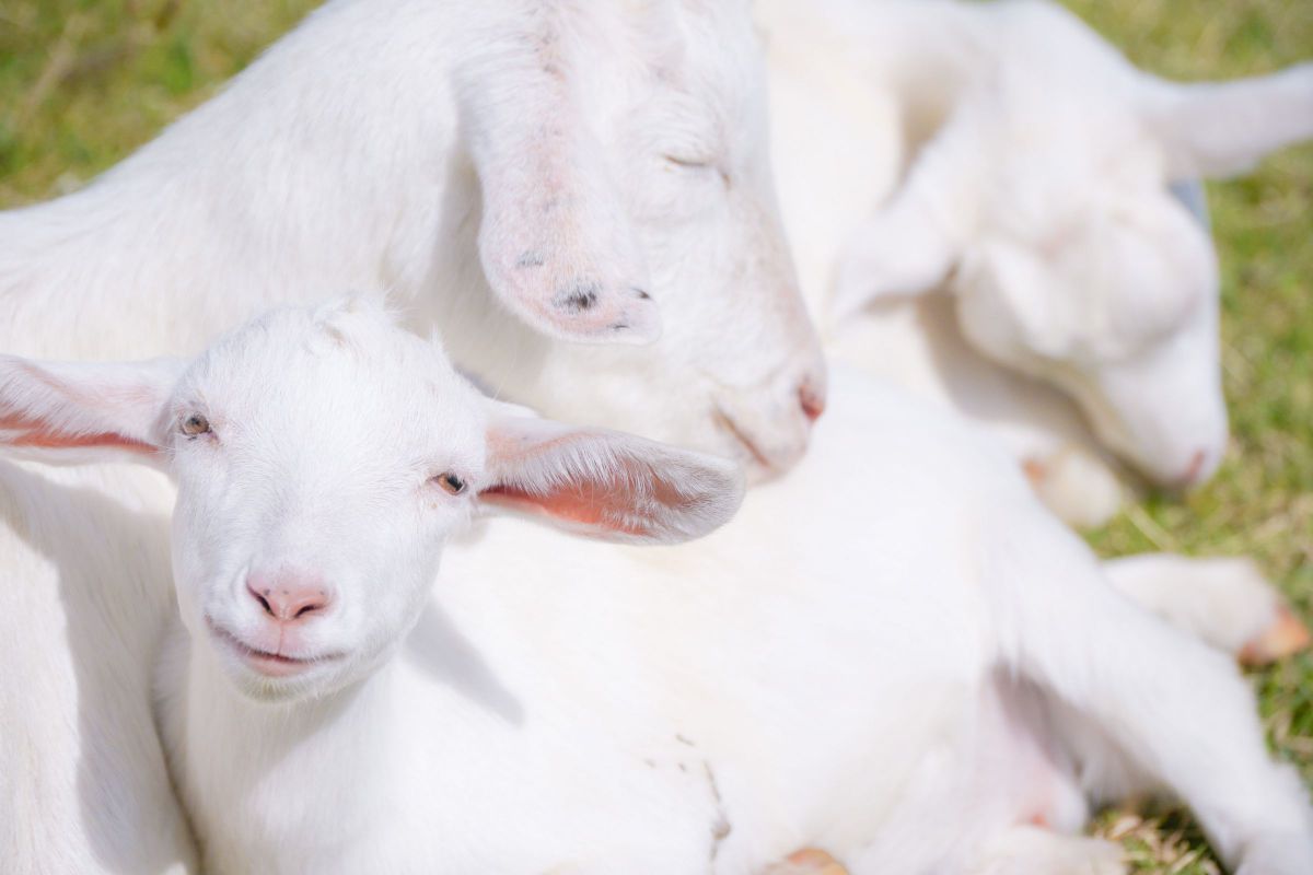 spring coming soon | GANREF