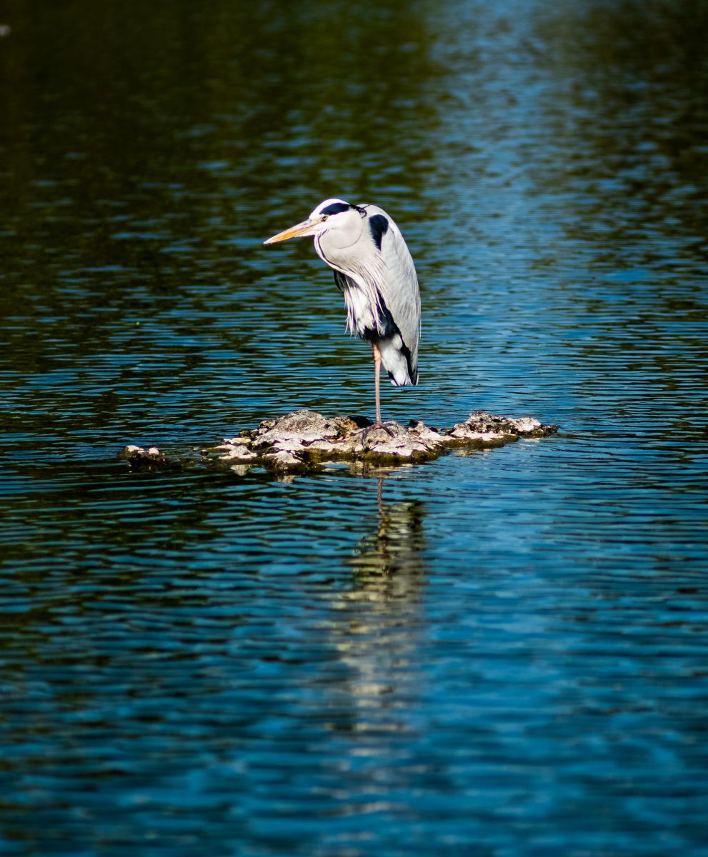 concentration | GANREF