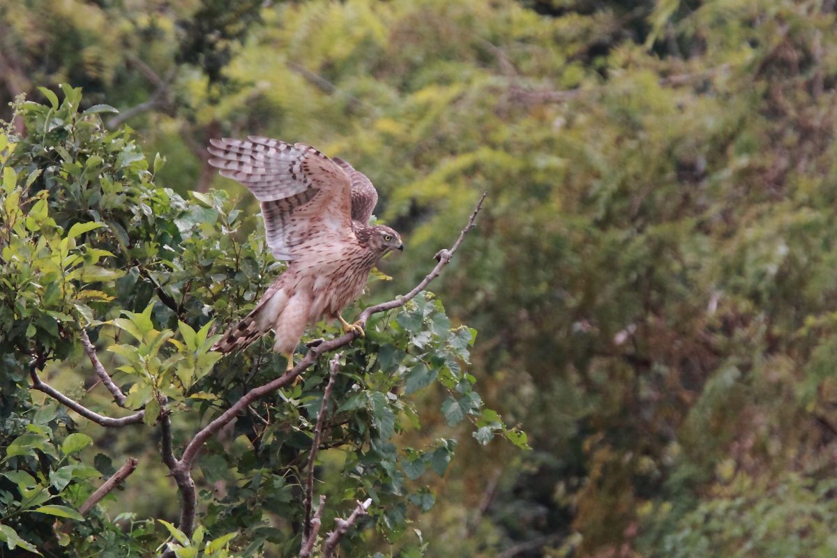 ARE YOU READY | GANREF