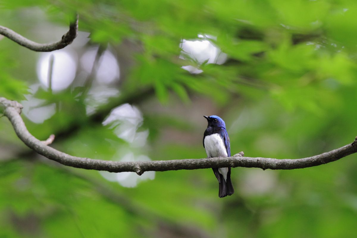 Blue one point | GANREF