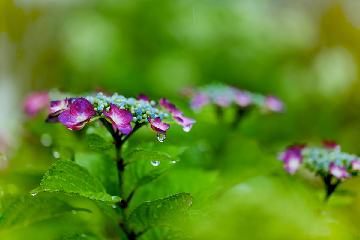 濡れそぼつ | GANREF