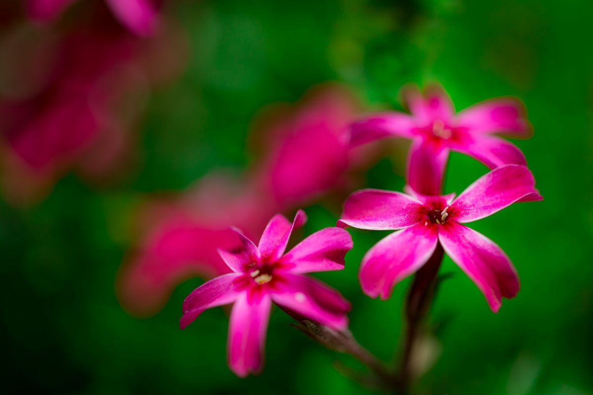 Shocking pink | GANREF