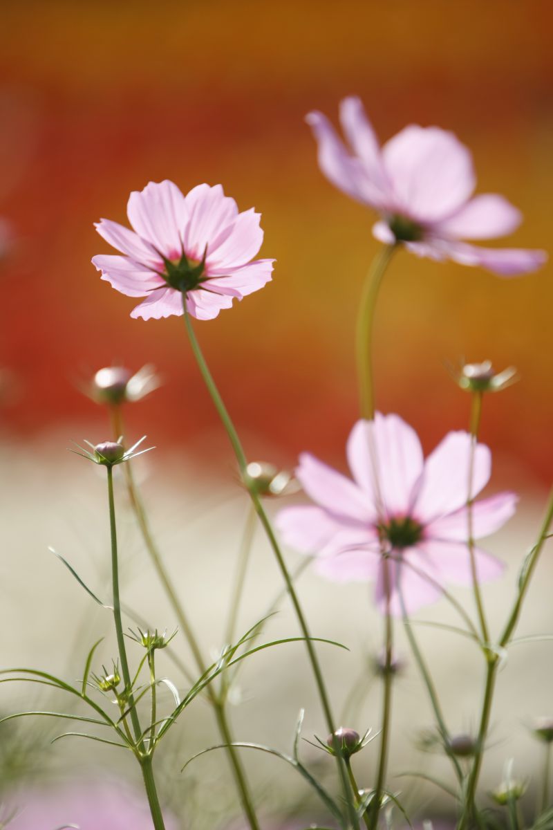 揺れる恋 | GANREF