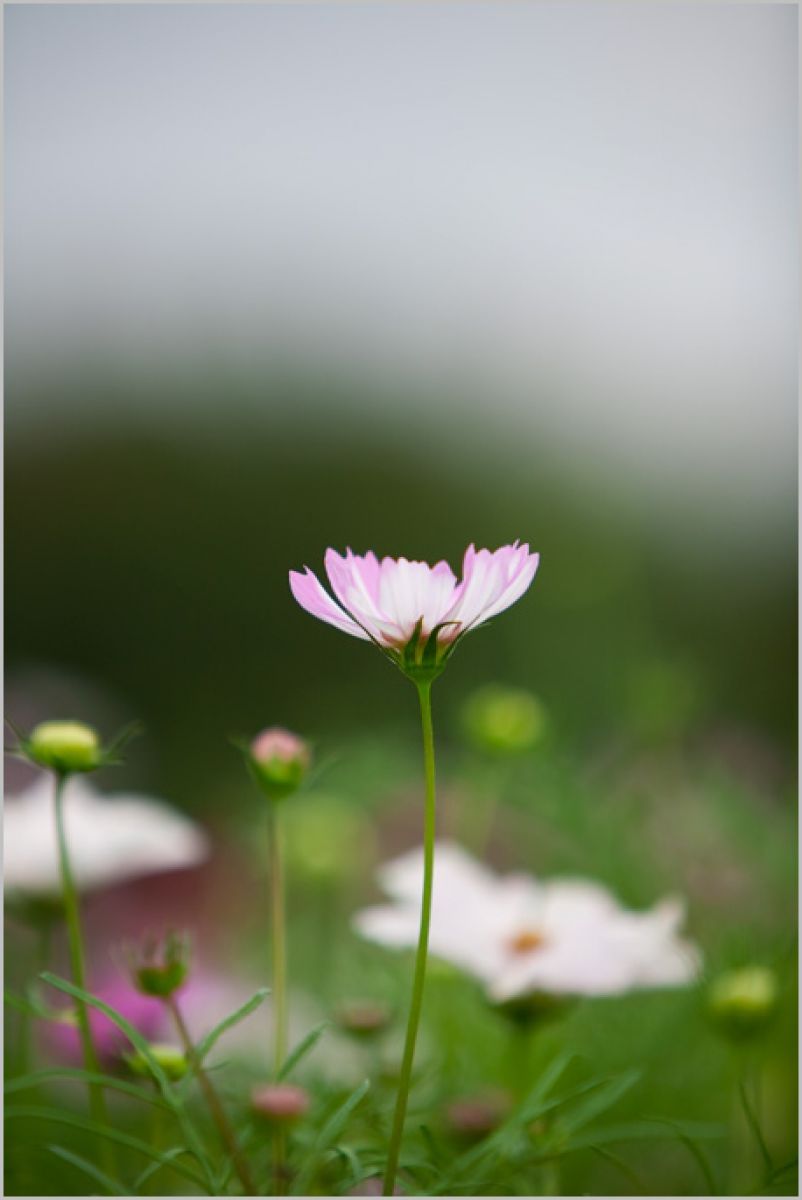 ひととき | GANREF