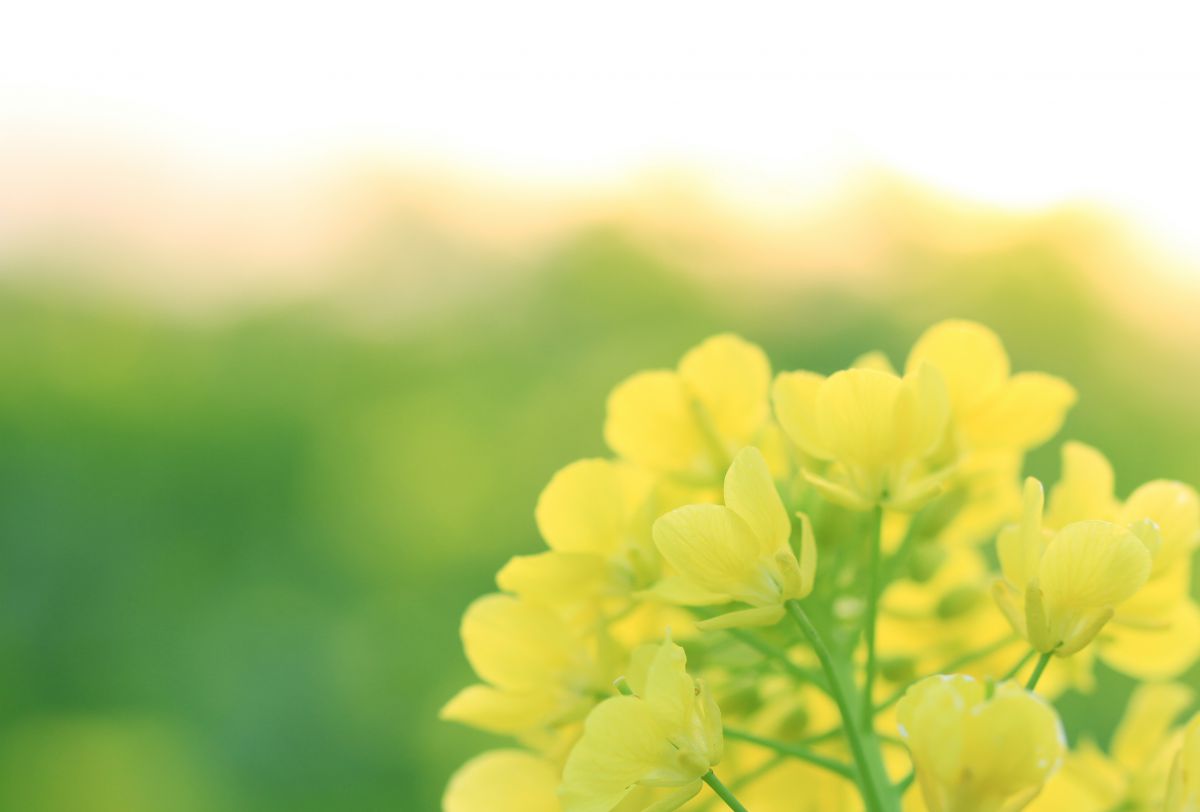 Spring Yellow | GANREF