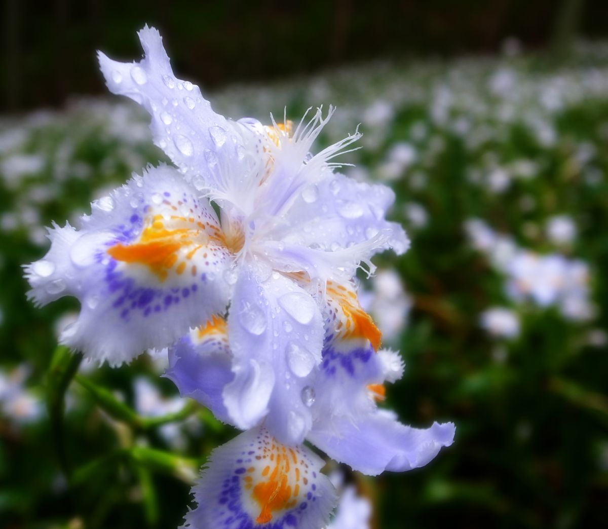 fringed iris | GANREF
