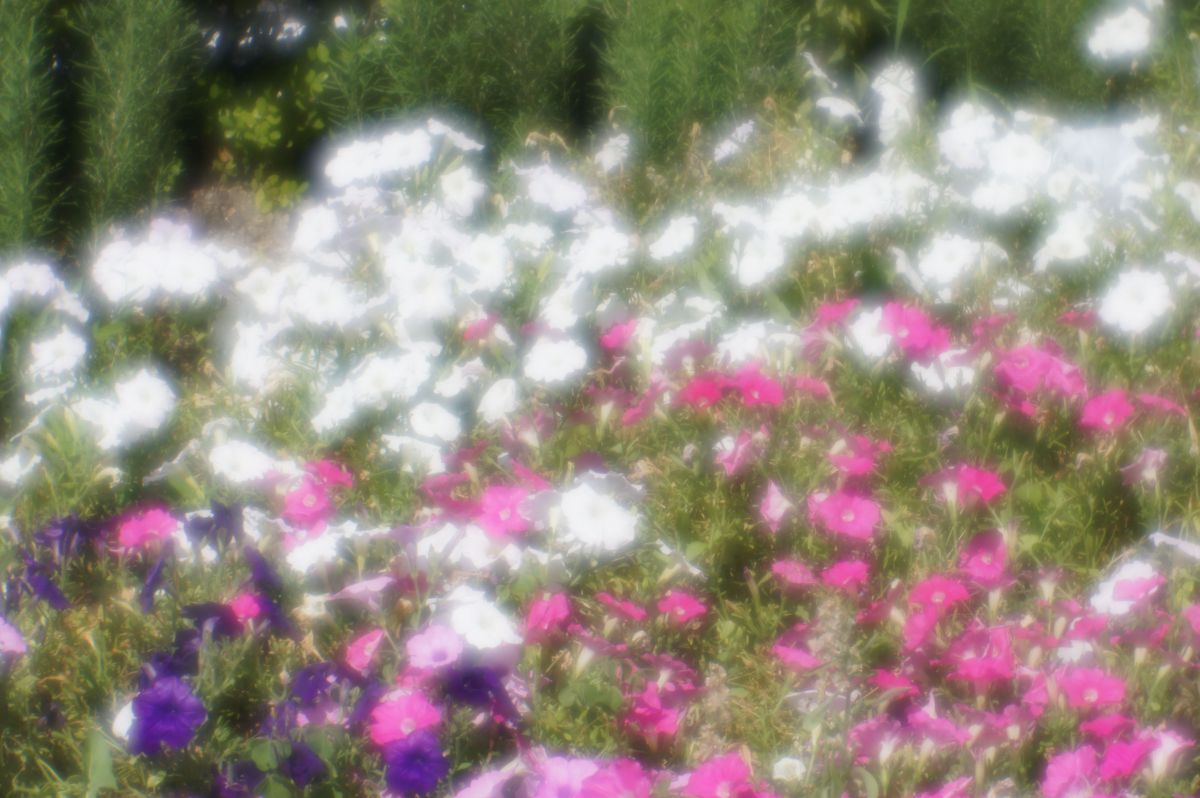 [NEX-5：ベス単] 花壇 | GANREF