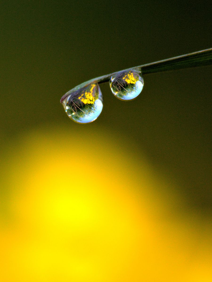 菜の花の雫 | GANREF