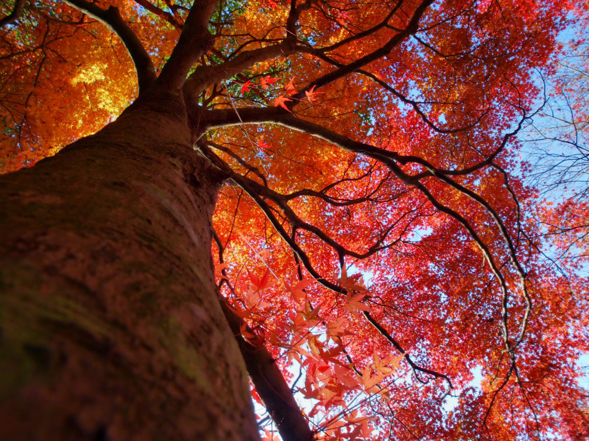 紅葉満開 | GANREF