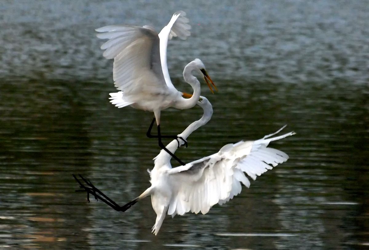 Battle Royal | GANREF