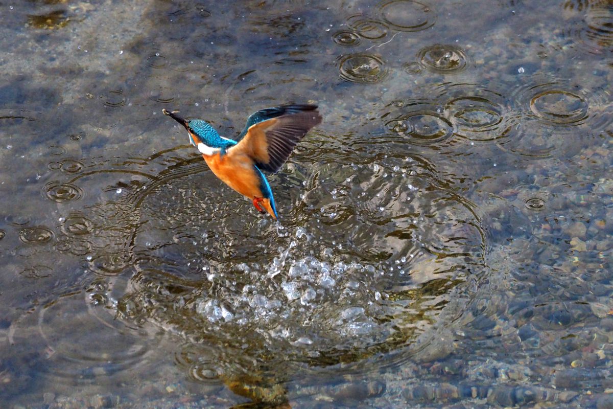 I Get a Meal | GANREF