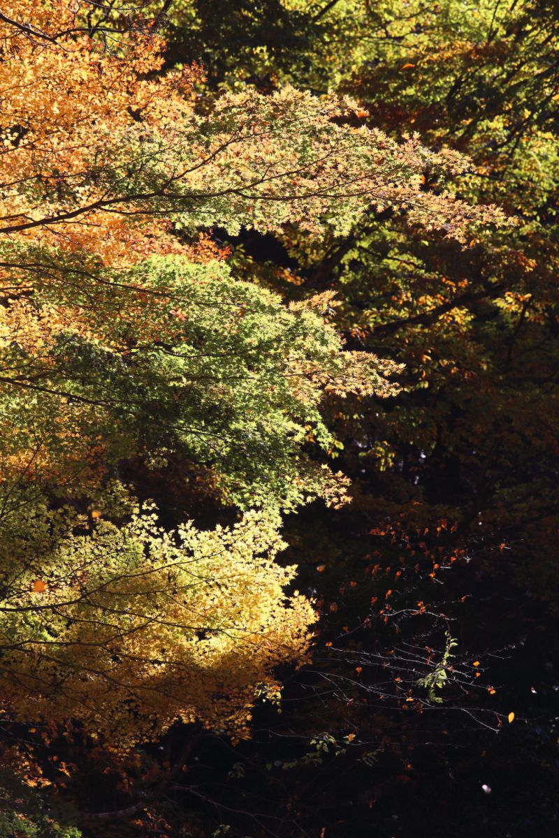 autumn leaves | GANREF