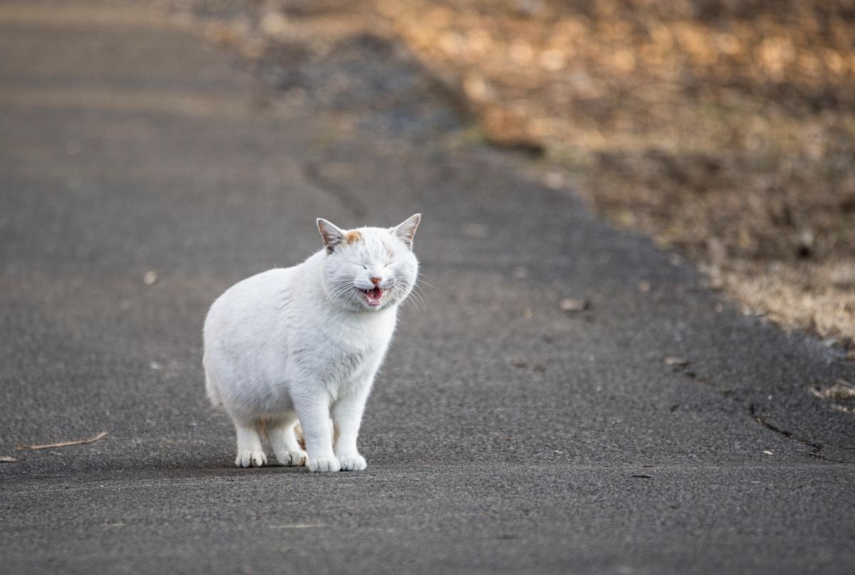 A happy cat! | GANREF