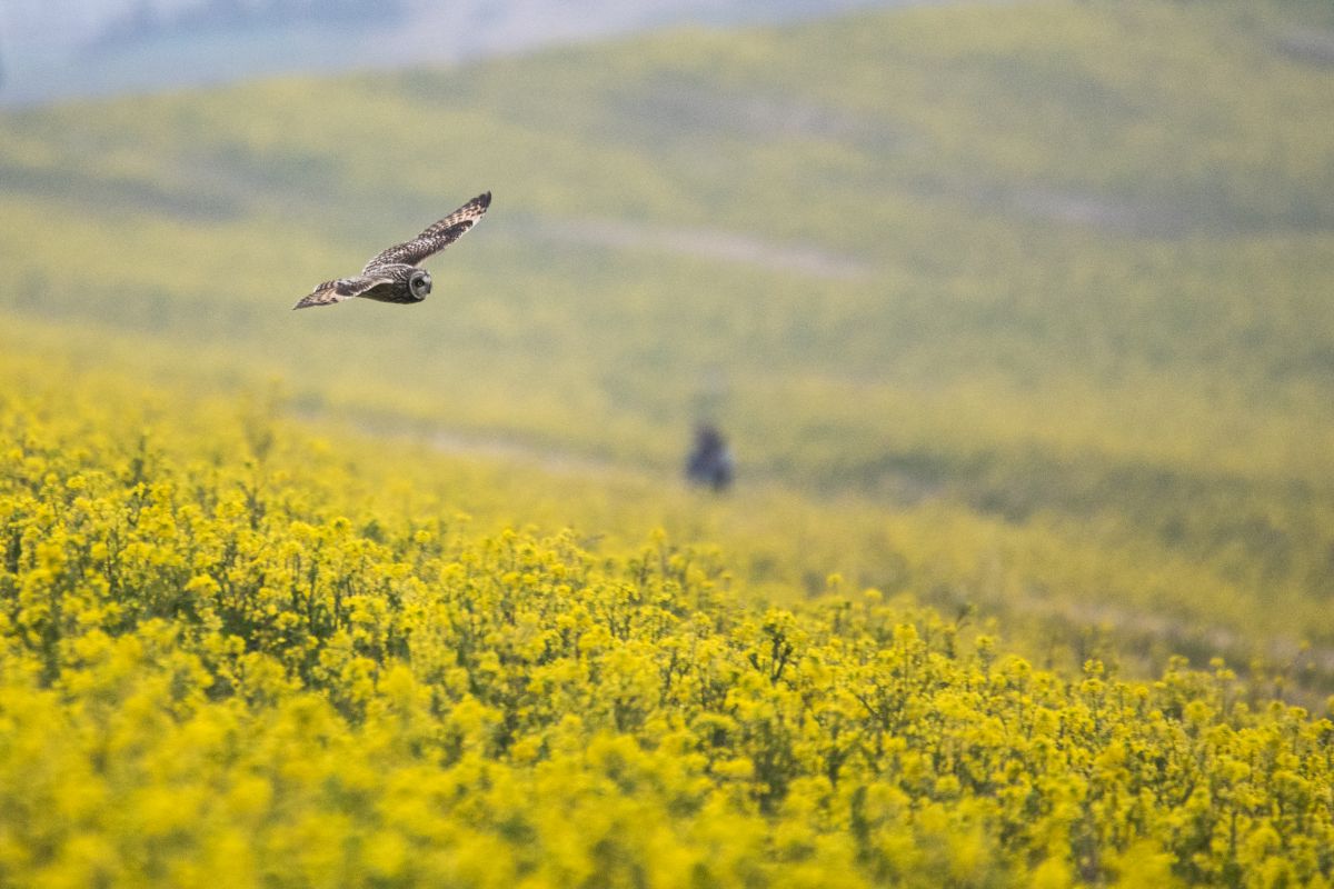 Failed attempt Owl! | GANREF