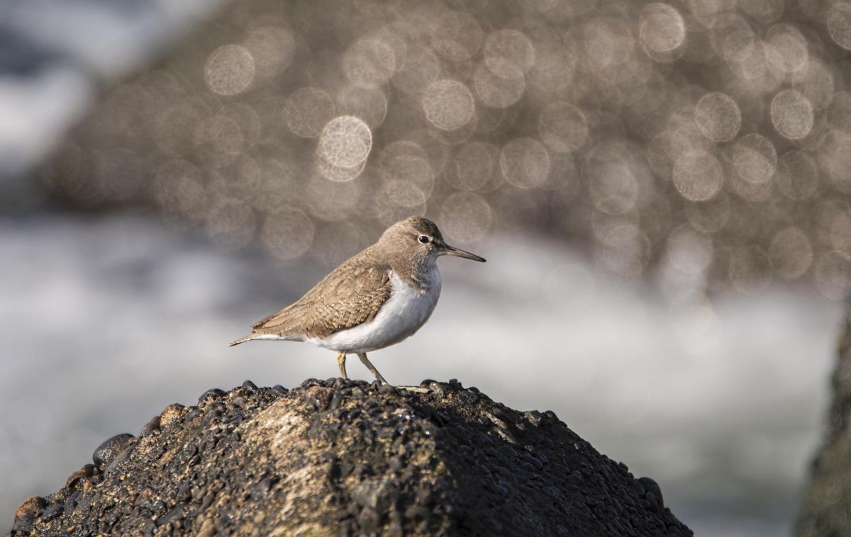 イソシギ（Actitis hypoleucos） | GANREF
