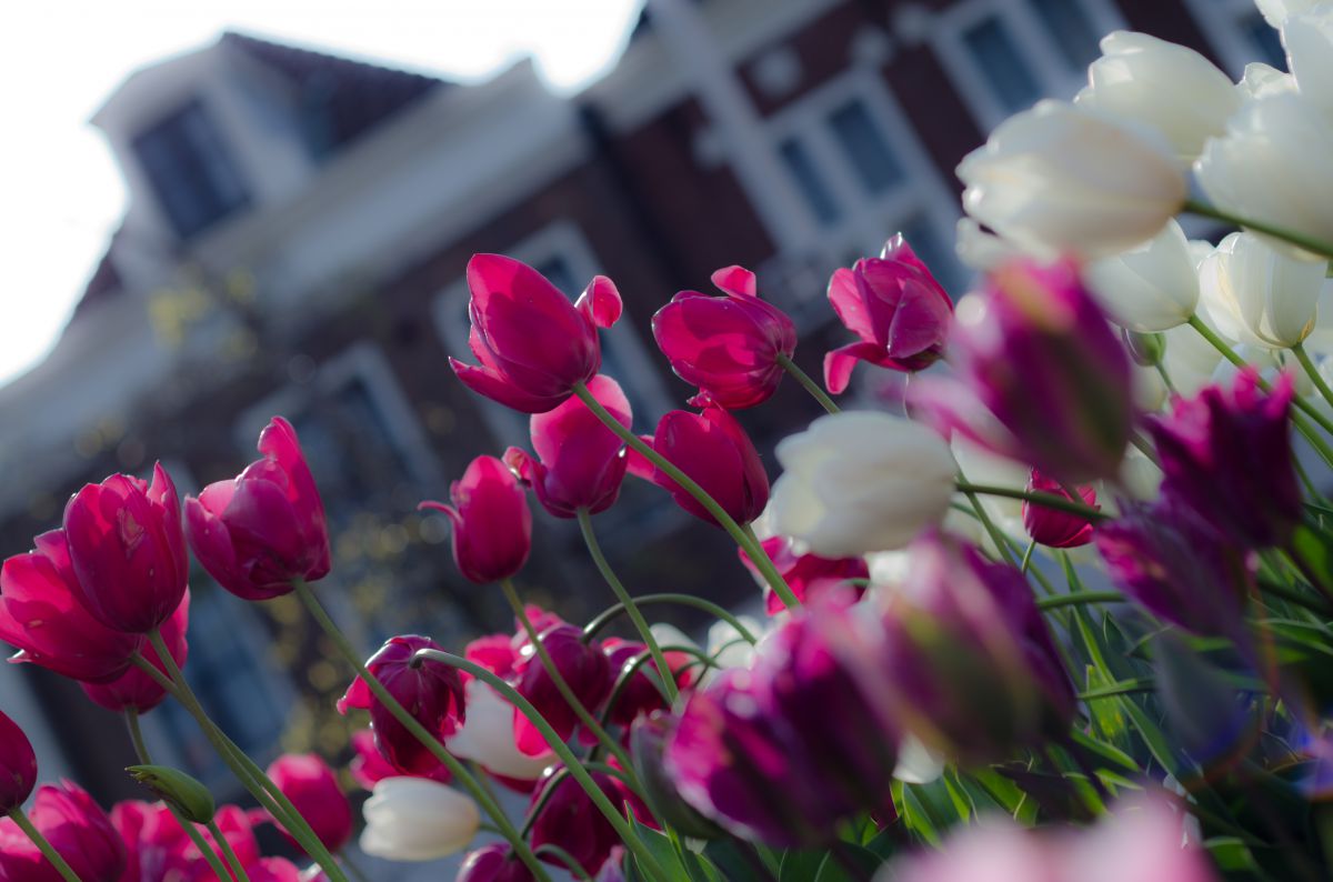 Spring Dance | GANREF