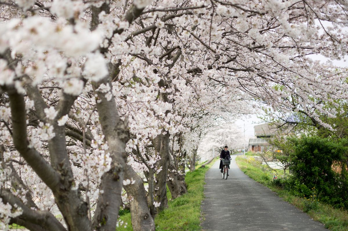 Spring road | GANREF