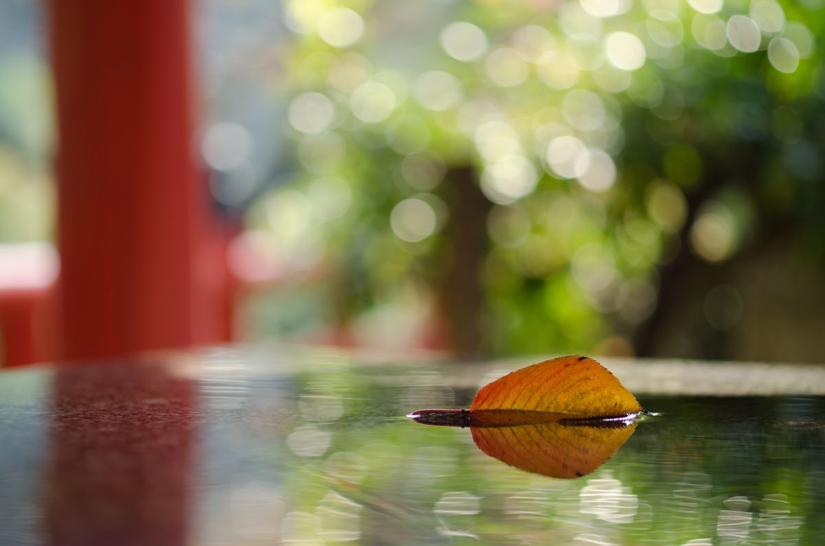 Autumn Leaves | GANREF