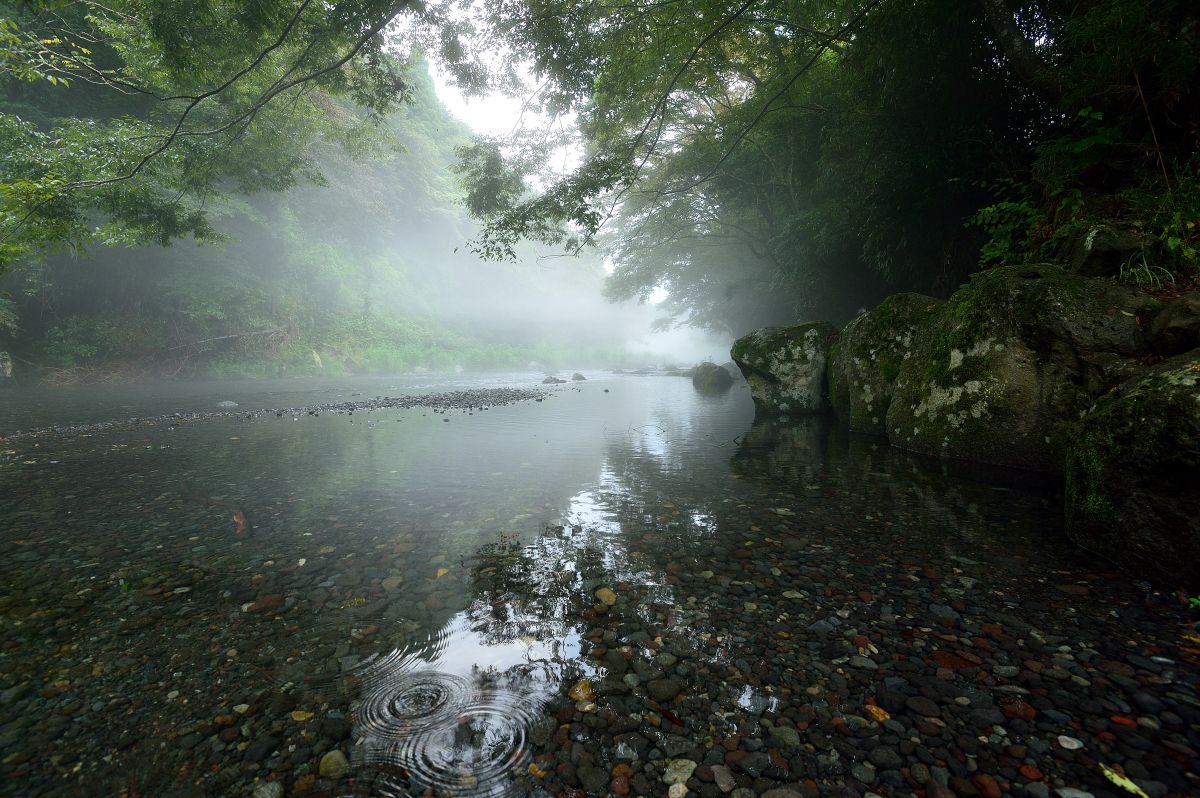 霧深き朝 | GANREF