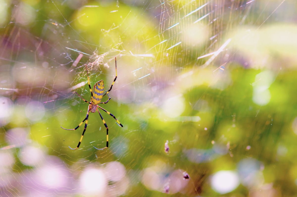 キラキラspider | GANREF