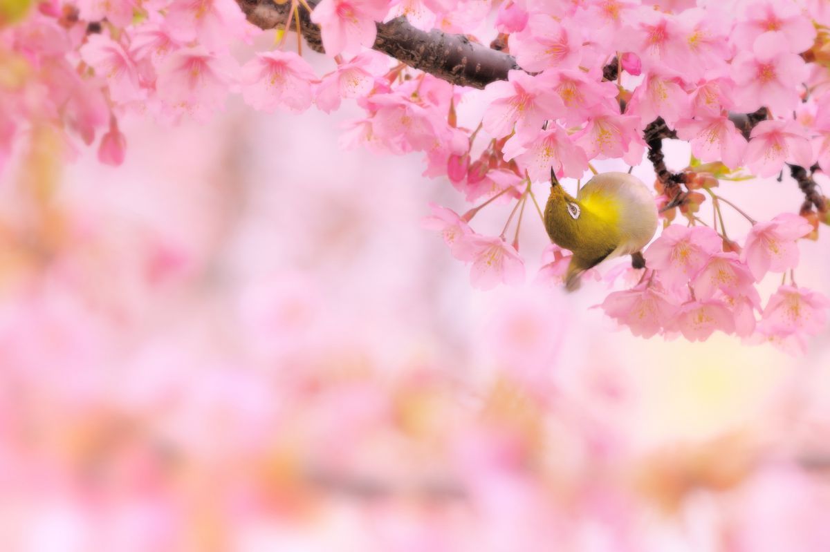 ピンクの誘惑 | GANREF