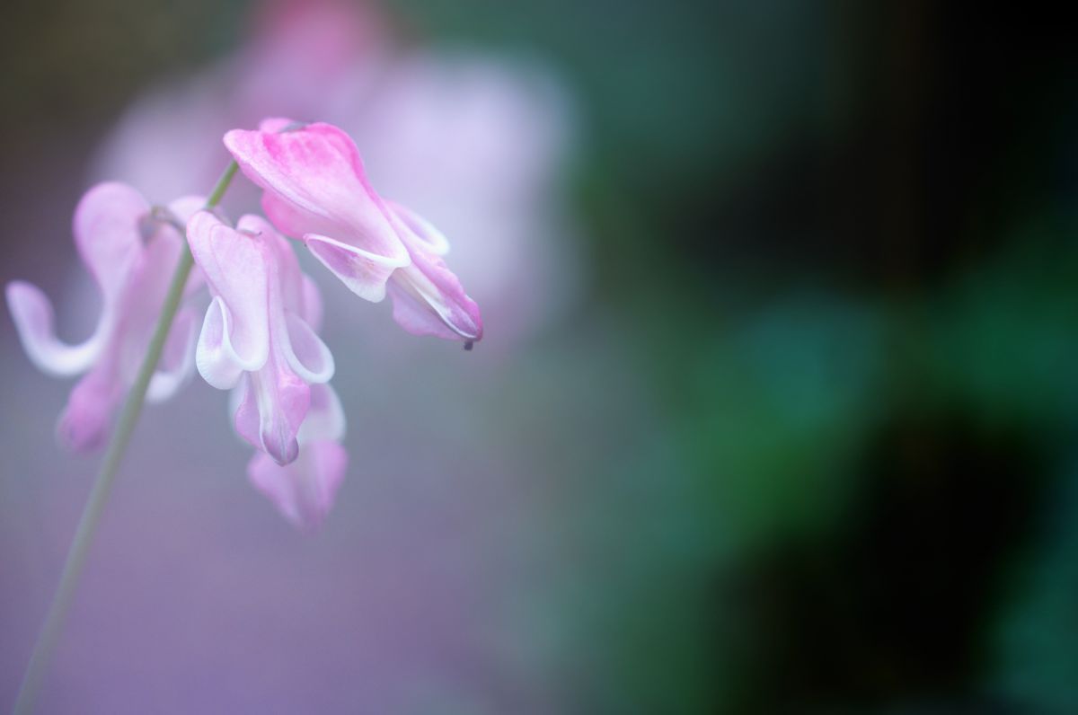 女王のオーラ | GANREF