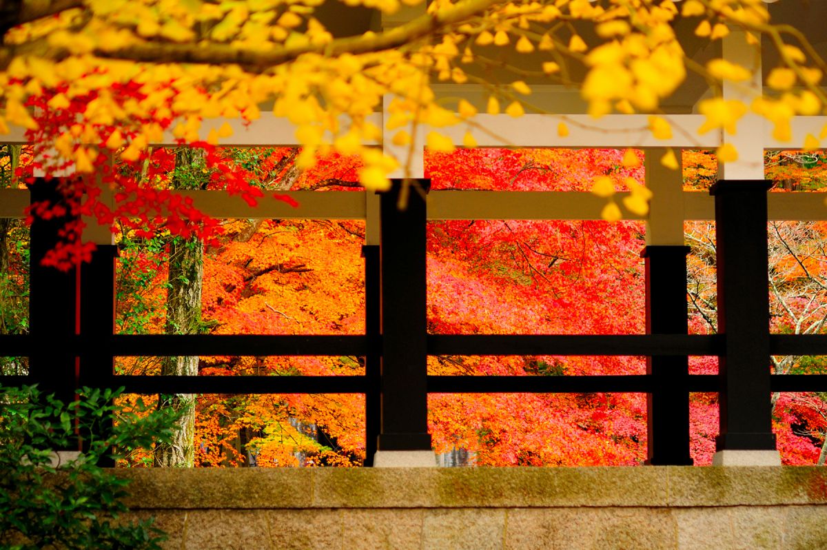 あっちもこっちも赤・黄色 | GANREF