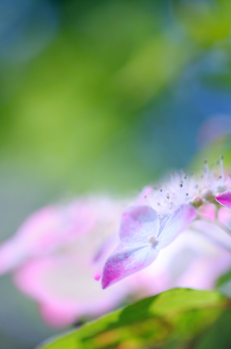 like a angel | GANREF