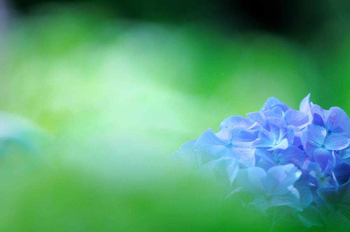 Elegant blue | GANREF