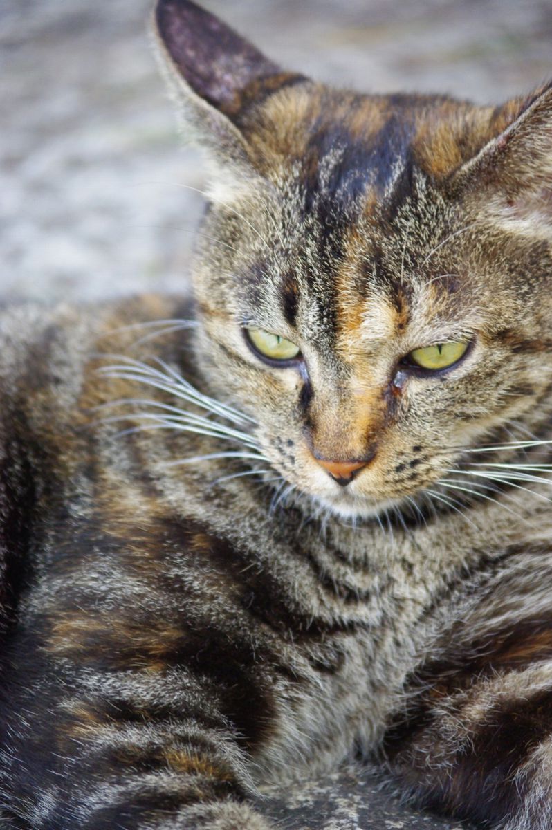 凛々しい… | GANREF