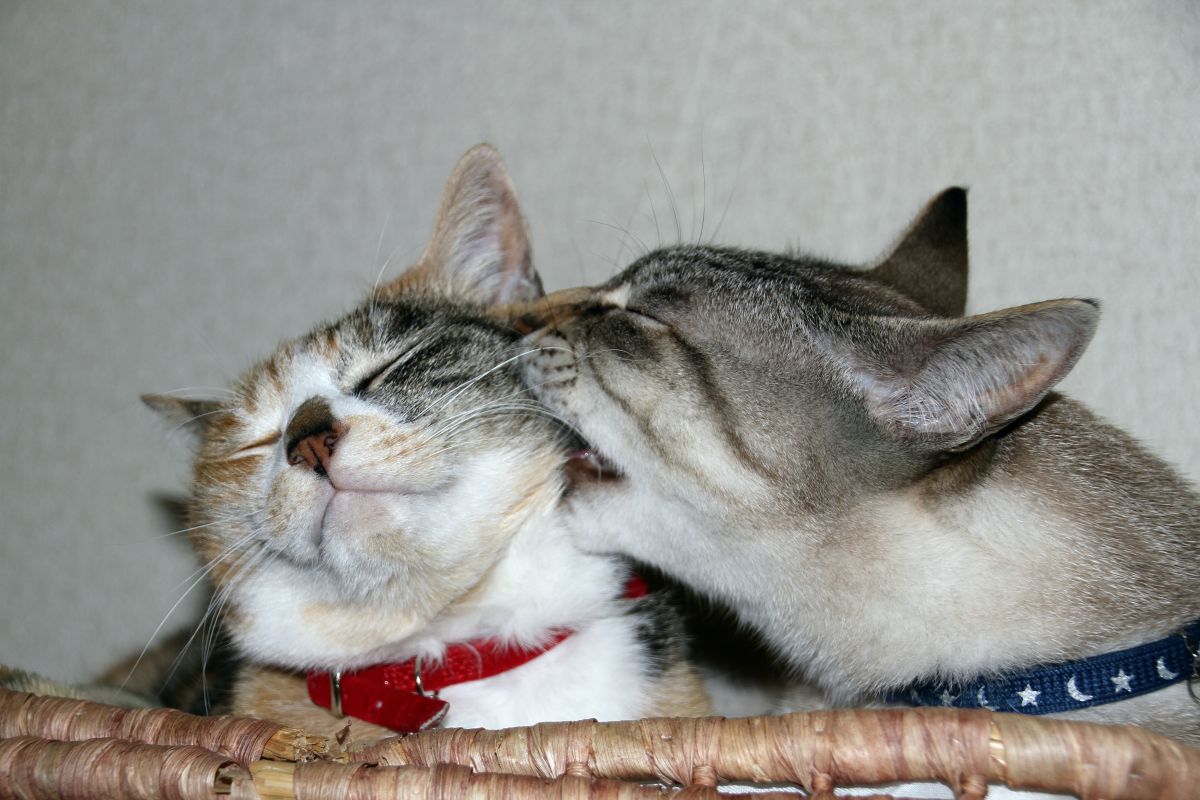 ああー気持ちいい！！ | GANREF