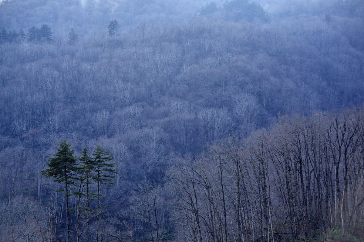 early winter in the forest | GANREF