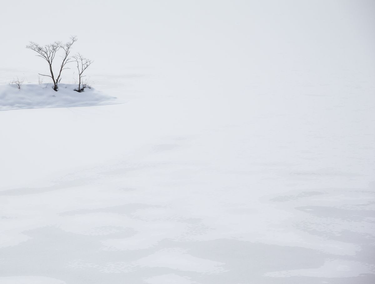 Winter White | GANREF