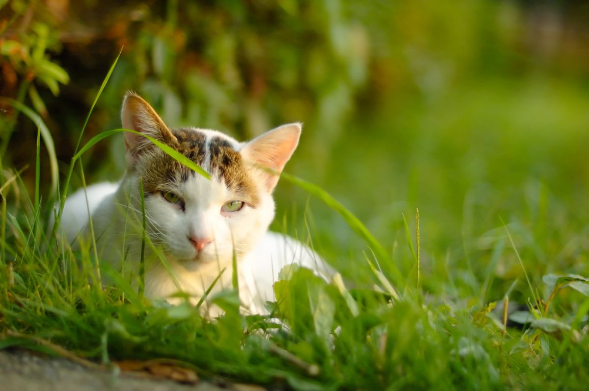 夕刻の視線 | GANREF