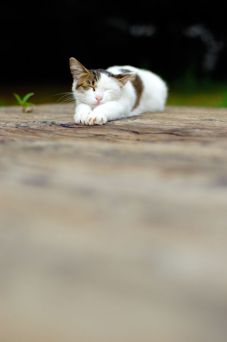 ねむねむのびのび | GANREF