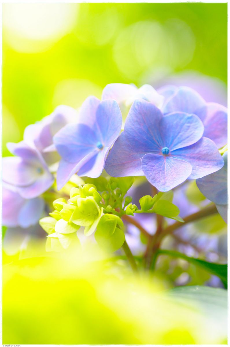 Sweet hydrangea | GANREF