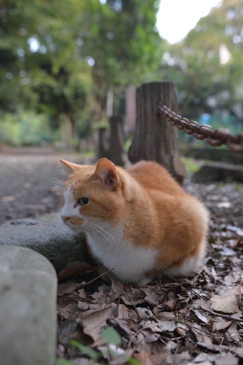 28mmでねこを撮る（試写1） | GANREF