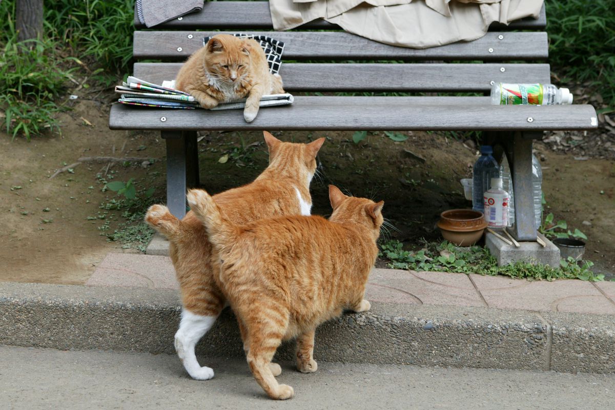 ニャン生相談 | GANREF