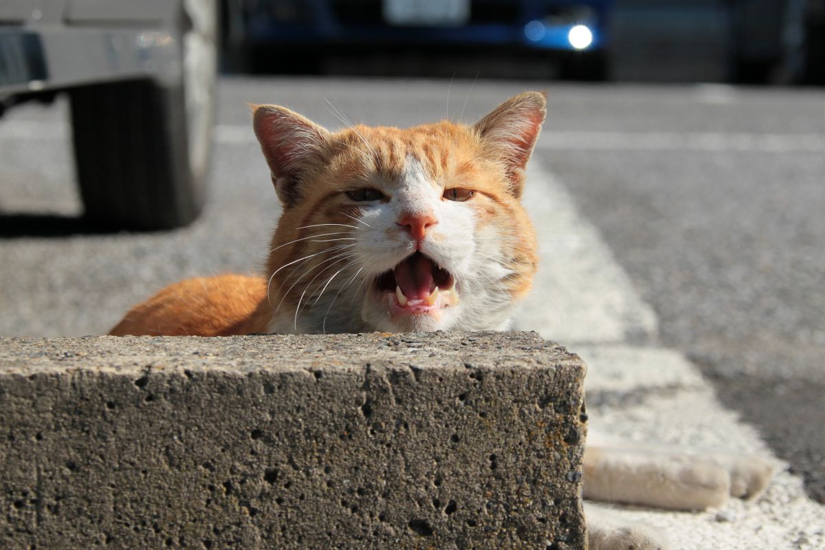 受付窓口 | GANREF